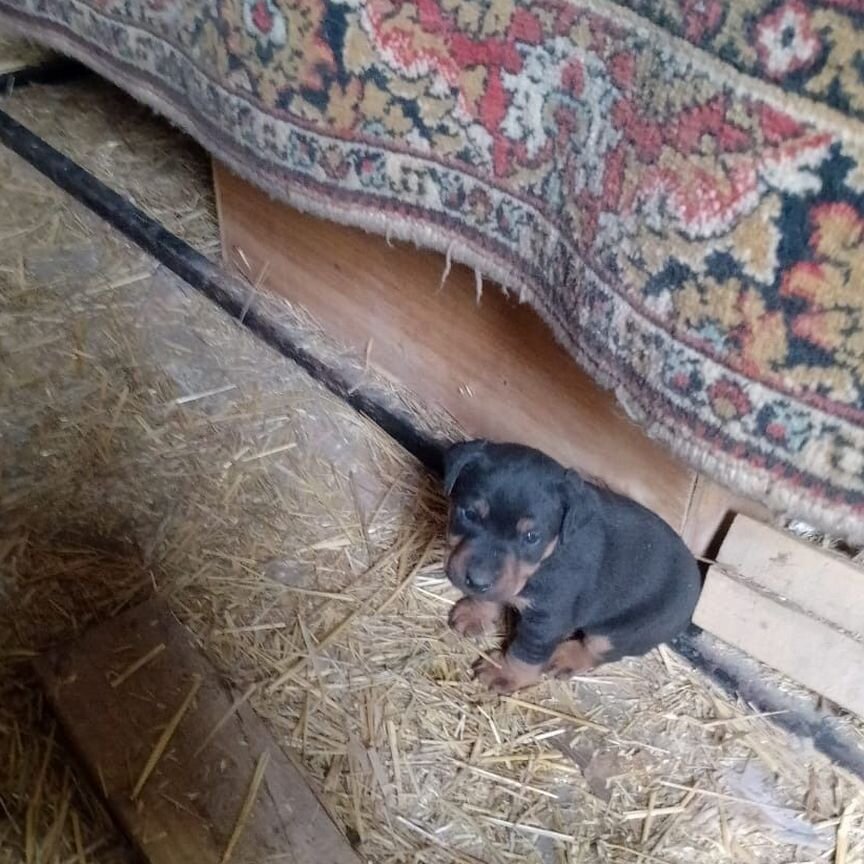 Щенки ягдтерьера