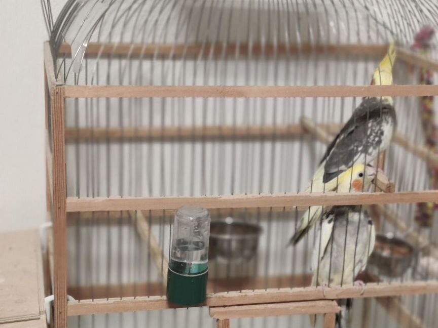 Продам пару корелл