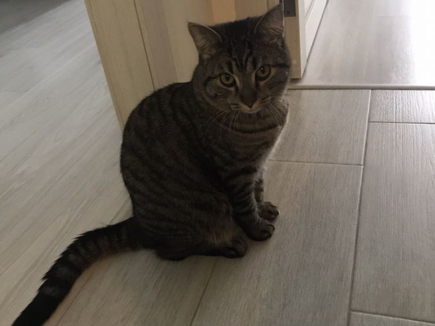 Отдадим кота 10 месяцев