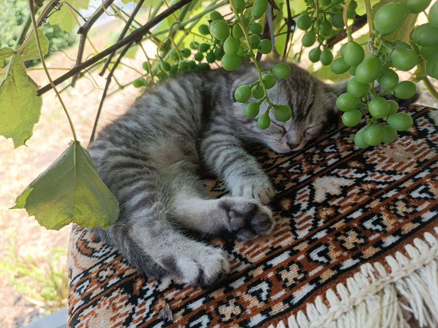 Британские котята
