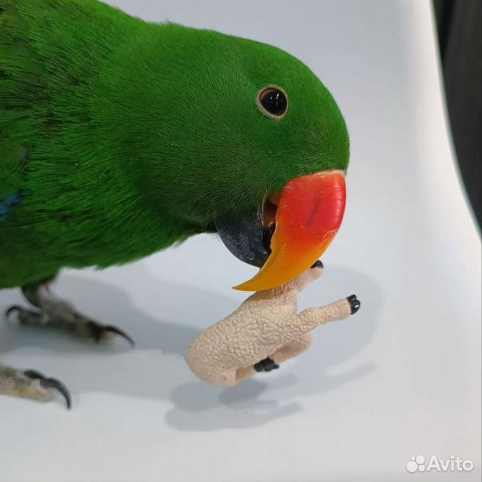 Попугай Эклектус Благородный птенец