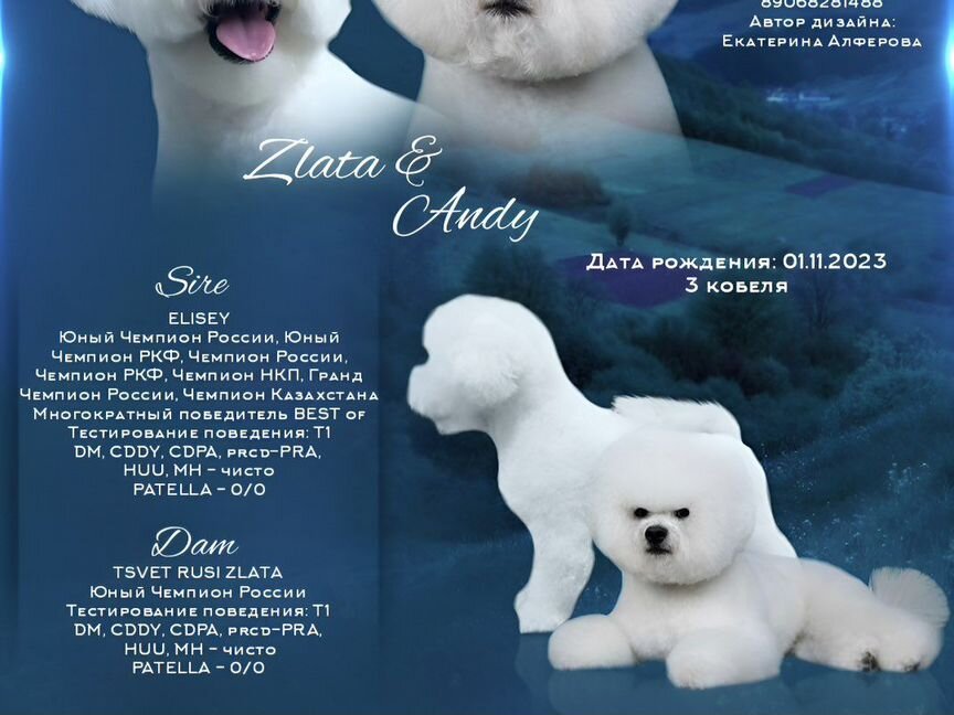 Бишон фризе мальчик