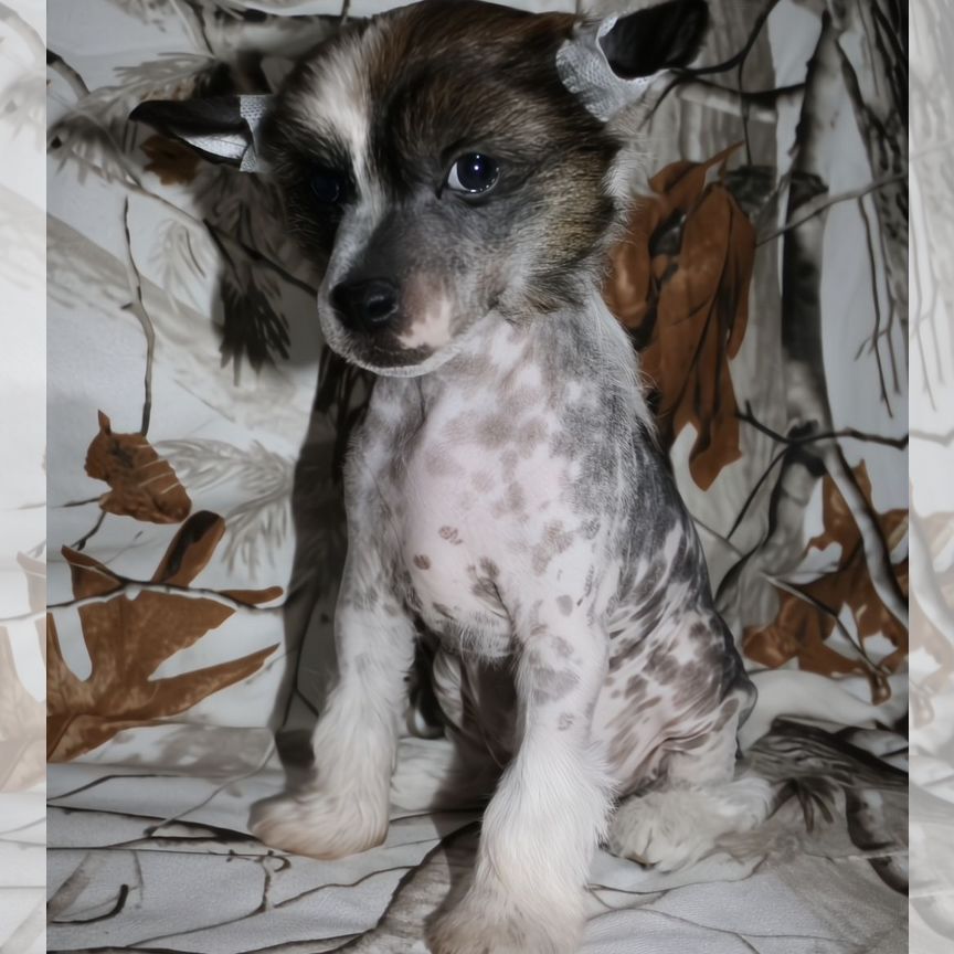 Китайская хохлатая, щенок