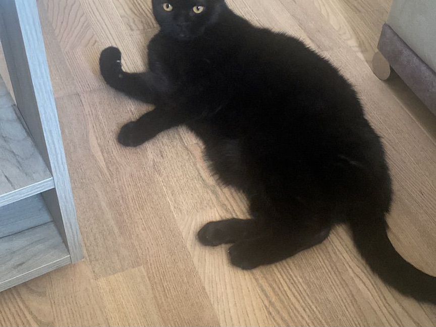 Кот