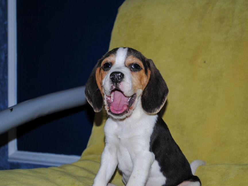 Щенки бигль РКФ