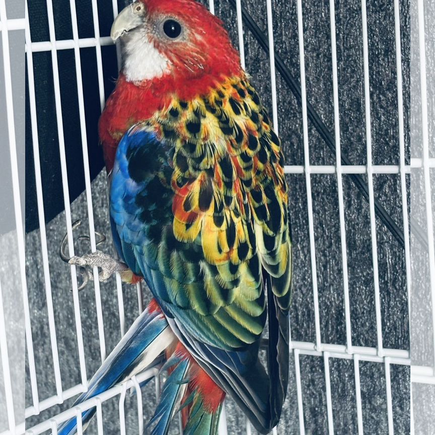 Попугай розелла