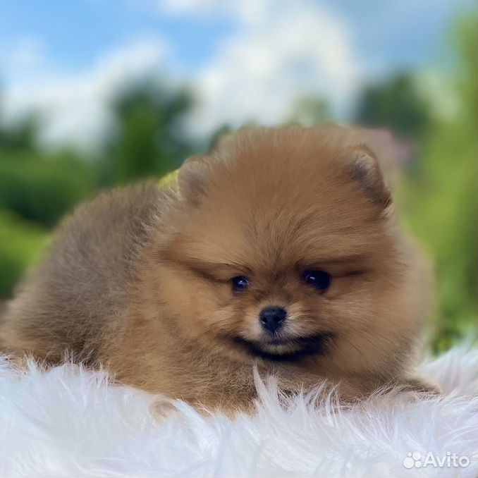 Шпицемалышня