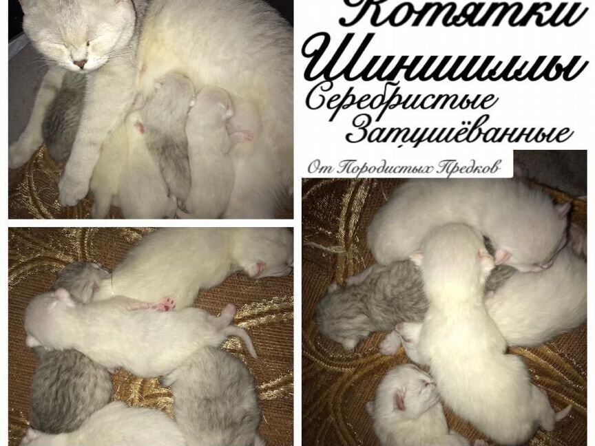 Котята британцы/Серебристая/Шиншилла/Затушёван
