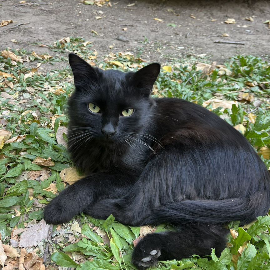 Кот ищет семью