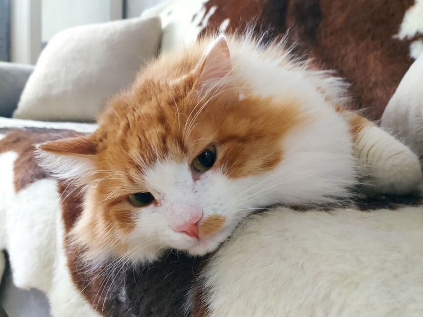 Кот шотландец, кот в добрые руки, шотландский кот