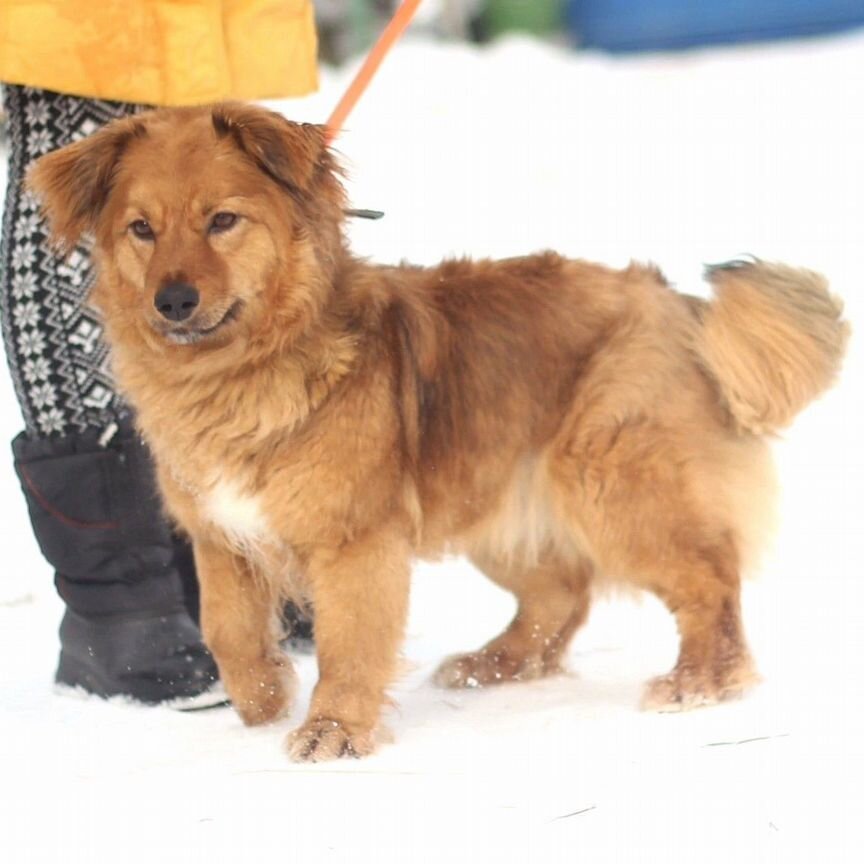 Минолка в поисках дома