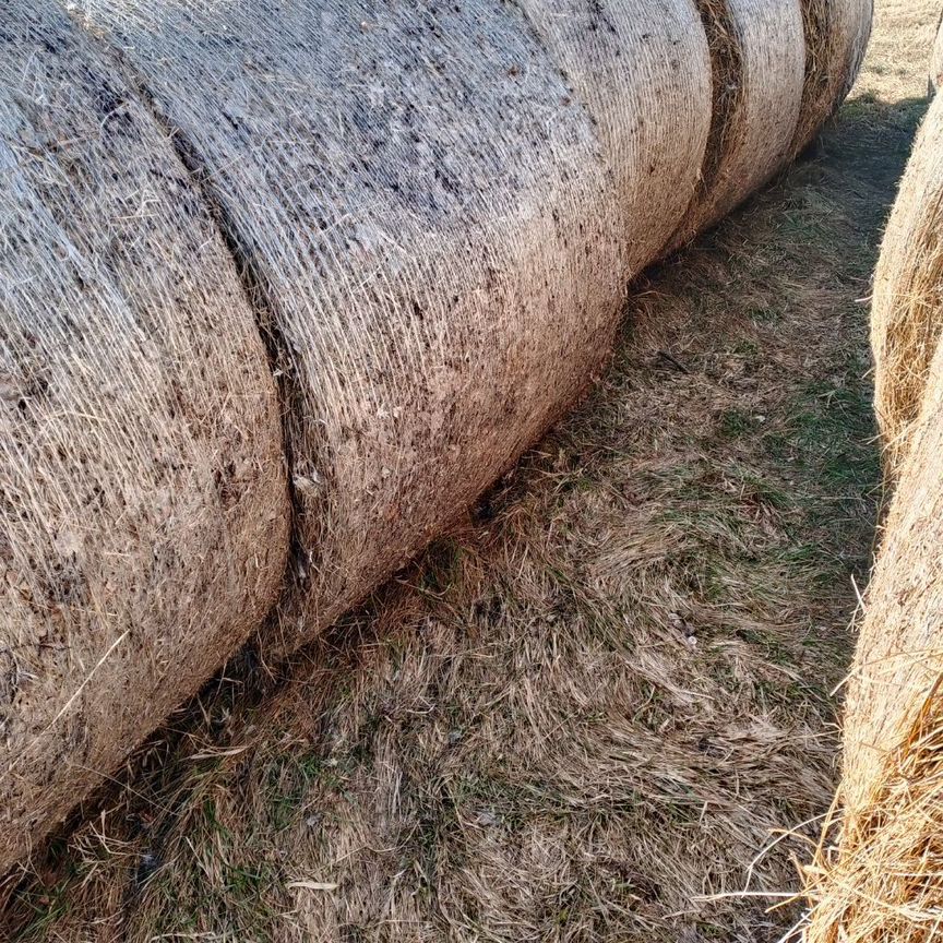 Сено в рулонах