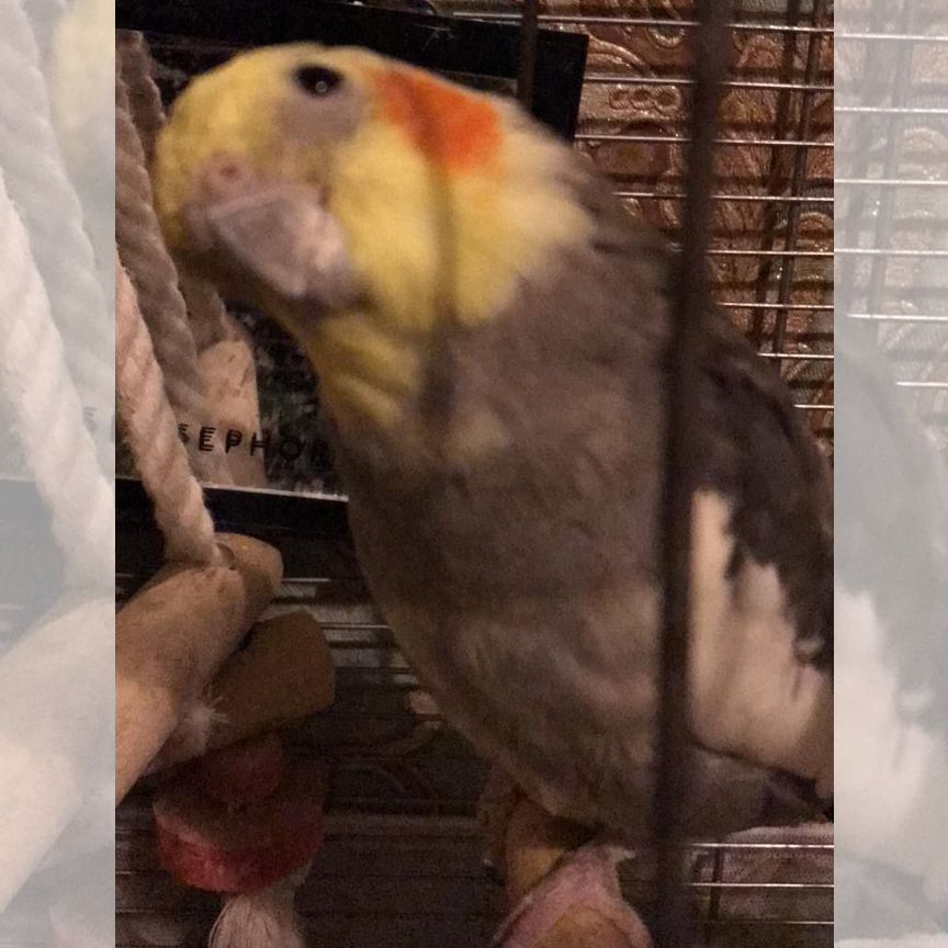 Ручной говорящий попугай