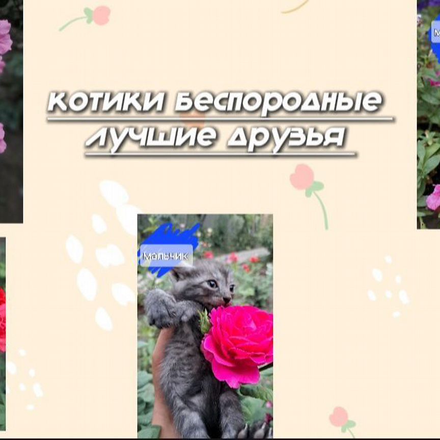 Котята в добрые руки бесплатно