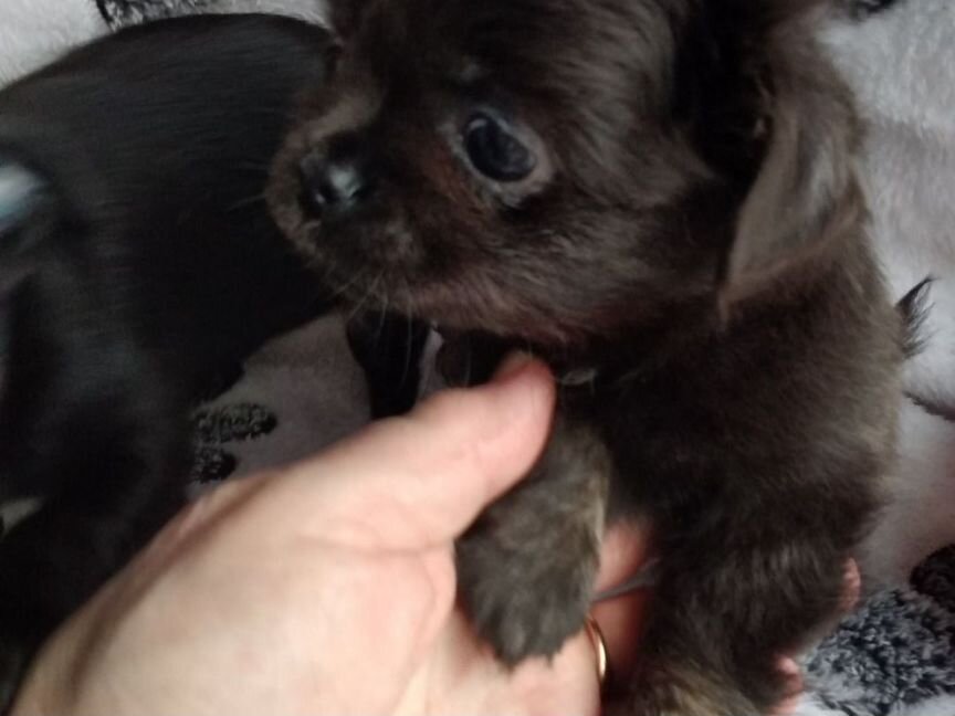 Щенки чихуахуа голубые