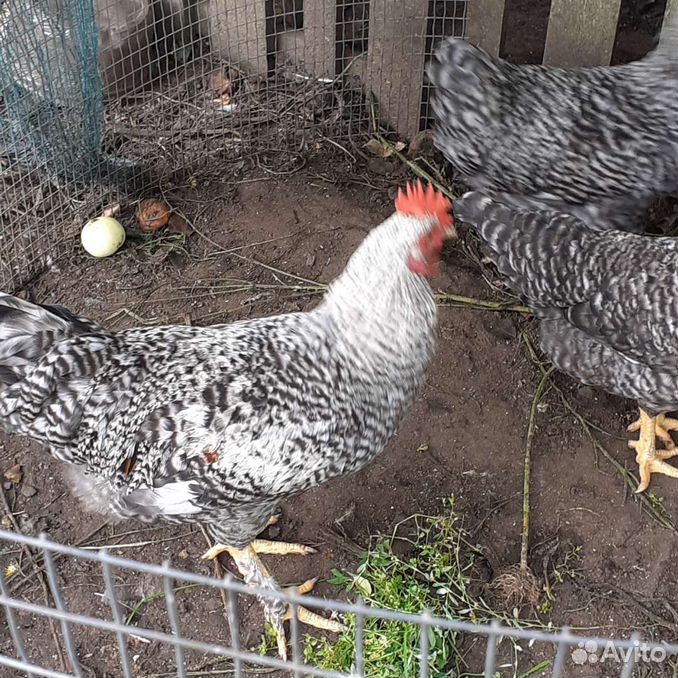 Петух породы Плимутрок, Амброкс молодой продаю