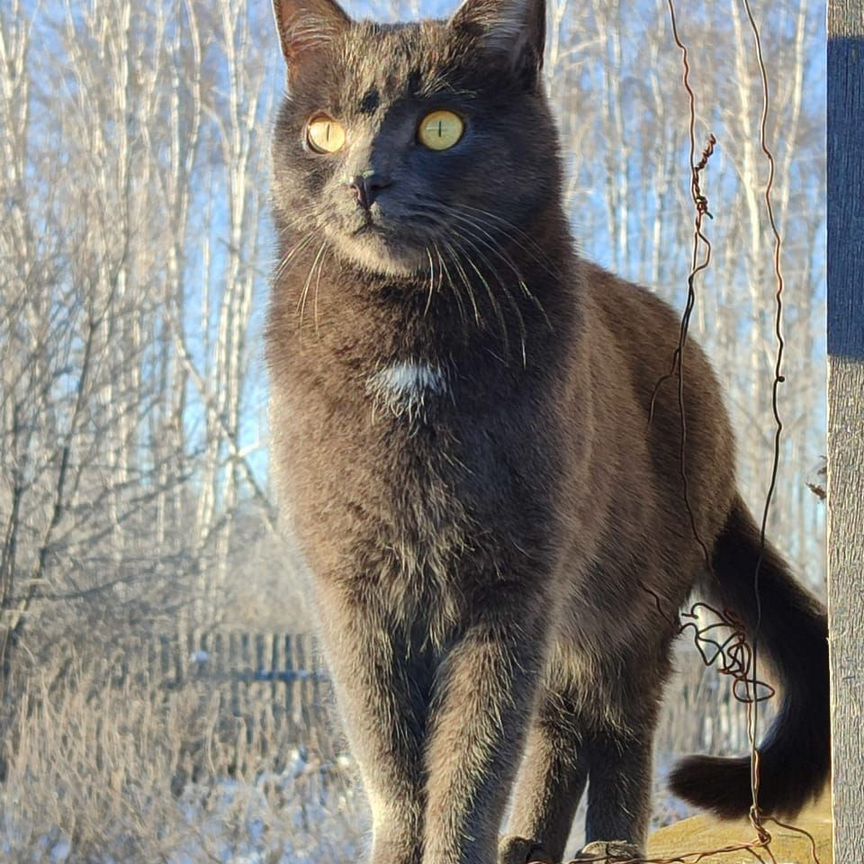 Кот вязка