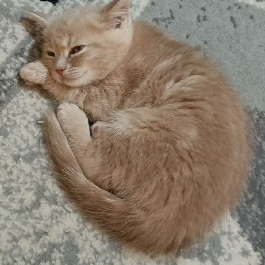 Британский короткошёрстный котёнок