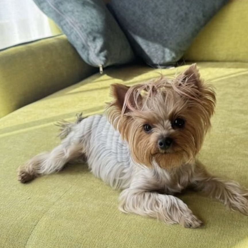 Йоркширский терьер, взрослая собака