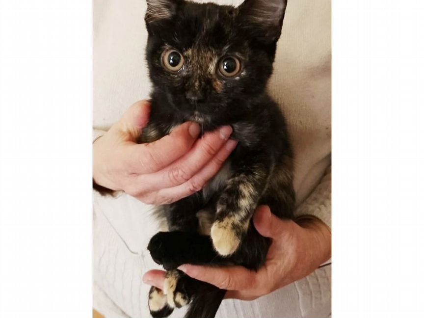 Котенок девочка 3 месяца трехцветная