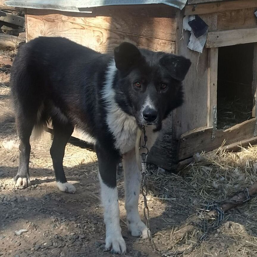 Взрослый пёс в добрые руки