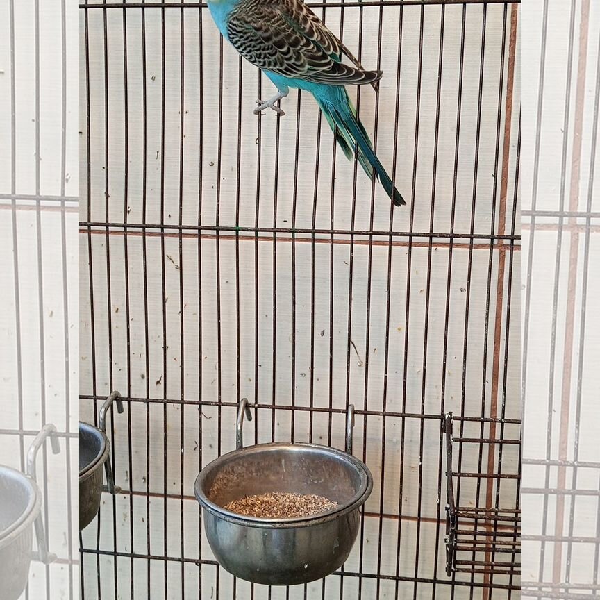 Птенцы волнистого попугая