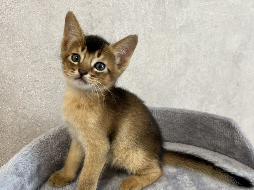 Абиссинские котята