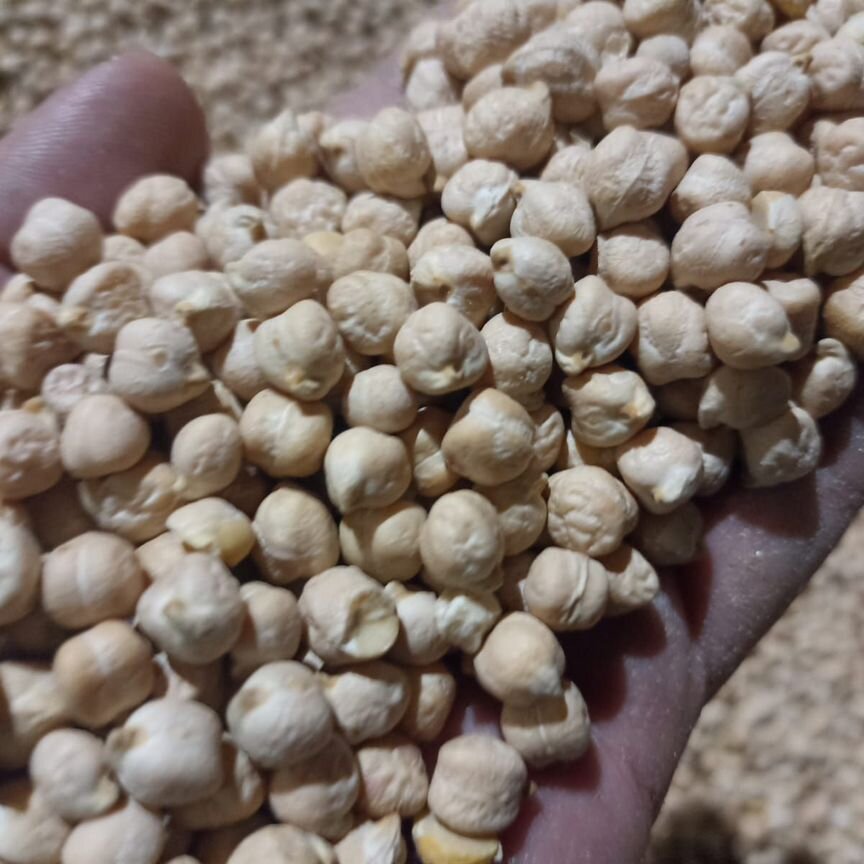 Нут 8+ Израильский