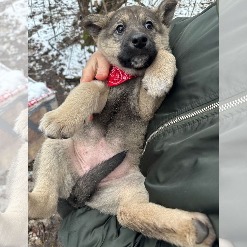 Щенки скулят от холода. В дар