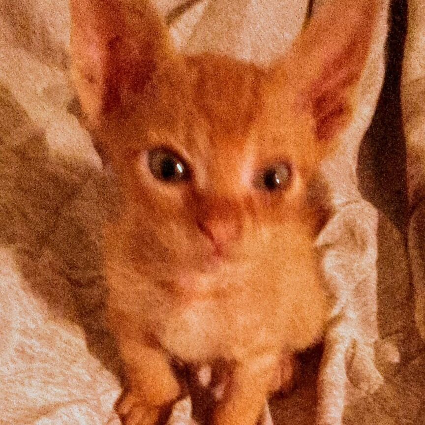 Котята в добрые руки бесплатно