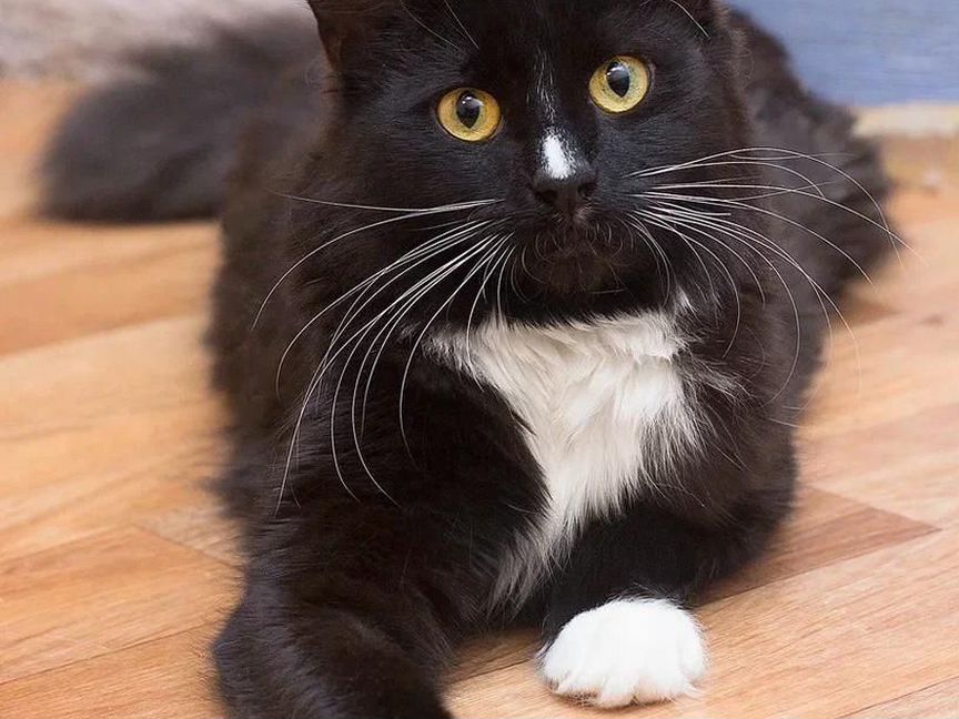 Из грязного котенка в шикарную кошечку