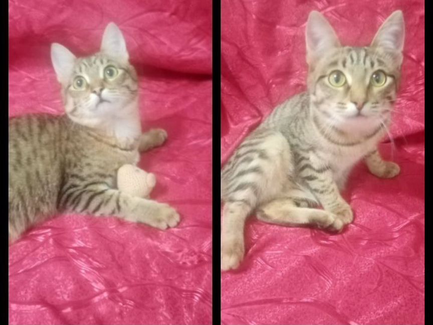 Котики подростки Барсик и Яша в добрые руки