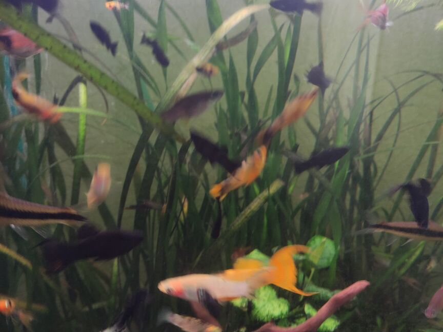 Моллинезия