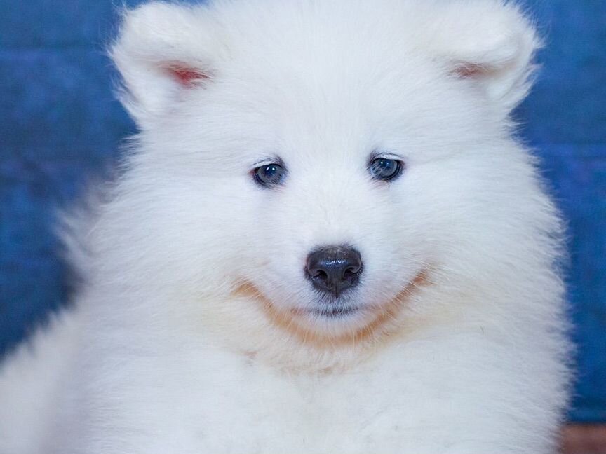 Самоедская лайка щенки, самоед