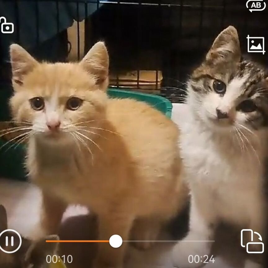Котята в добрые руки
