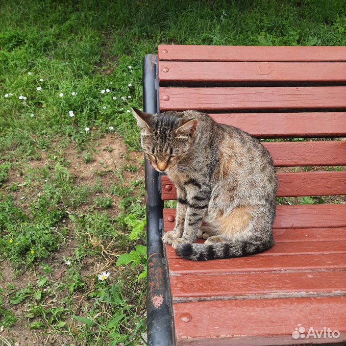 Спасите погибающую кошечку