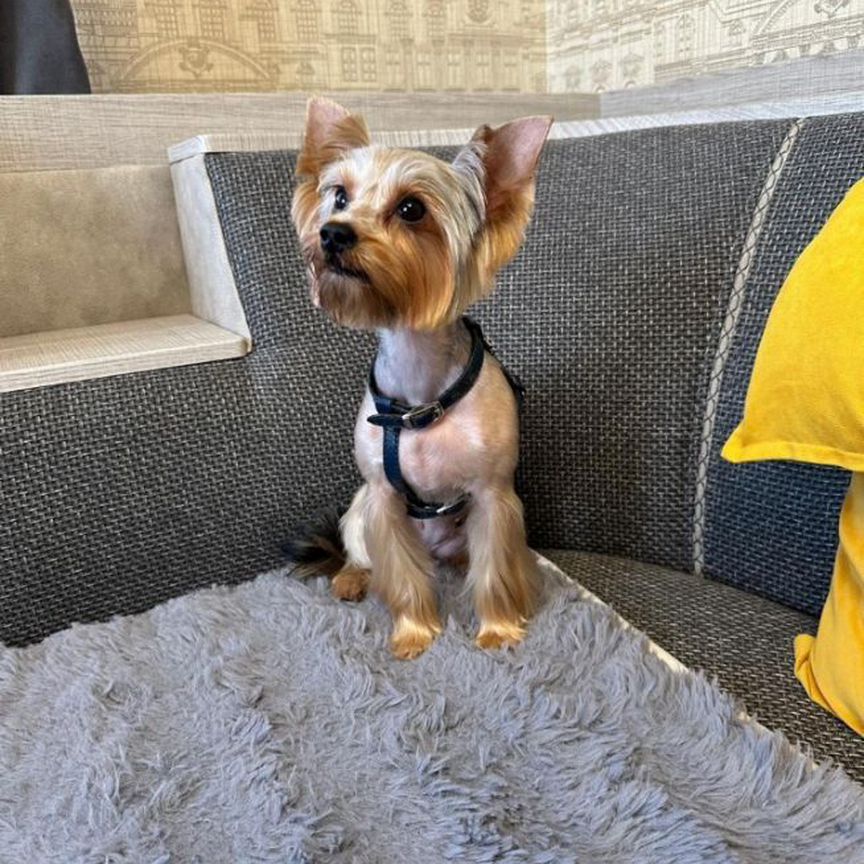 Йоркширский терьер