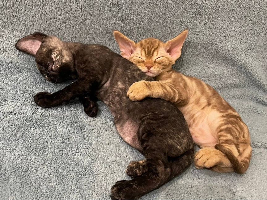 Котята девон-рекс