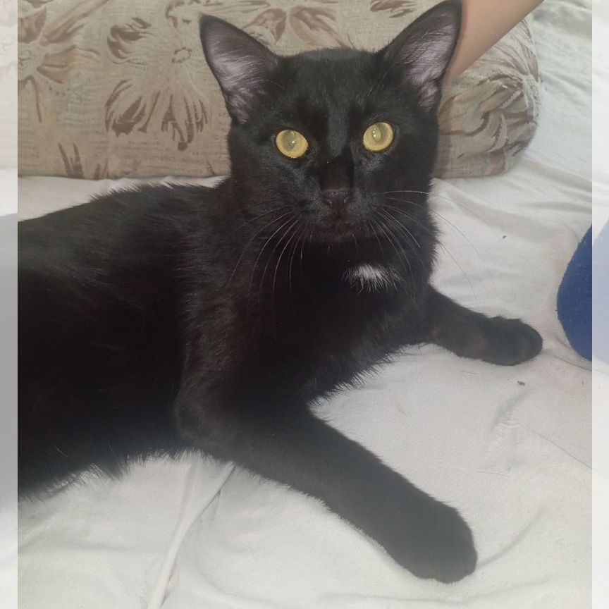 Взрослый кот в добрые руки