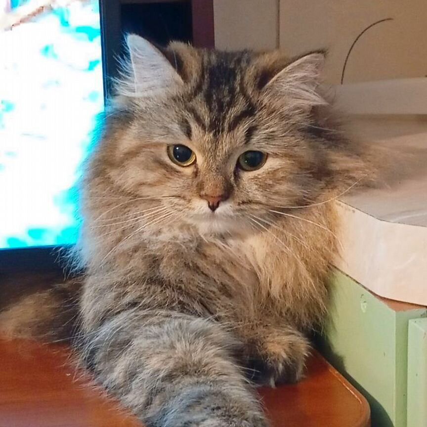 Кошечка ищет кота на вязку
