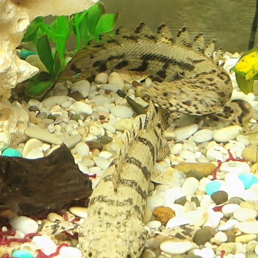 Полиптерус эндлихера