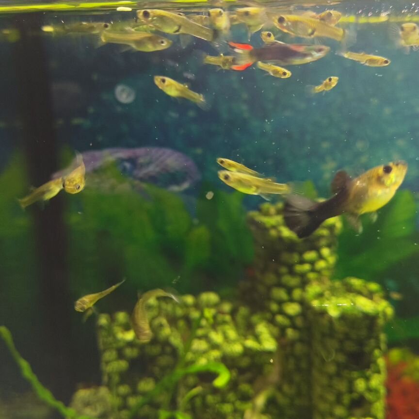 Гуппи мальки