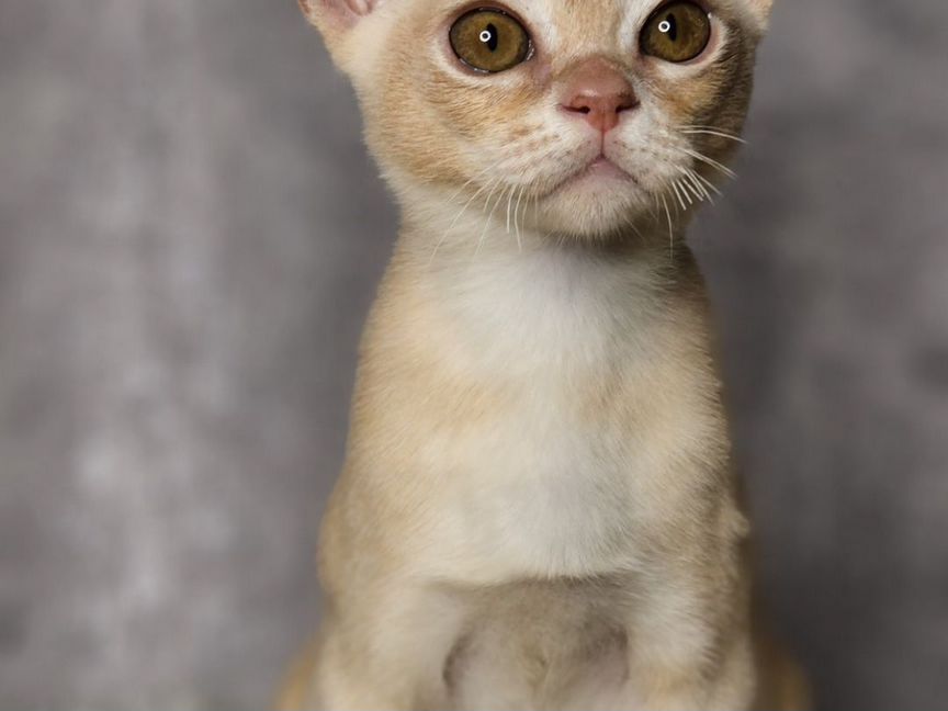Бурманские котята