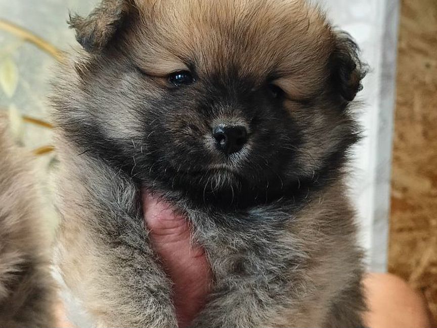 Щенки шпиц девочки помераночки