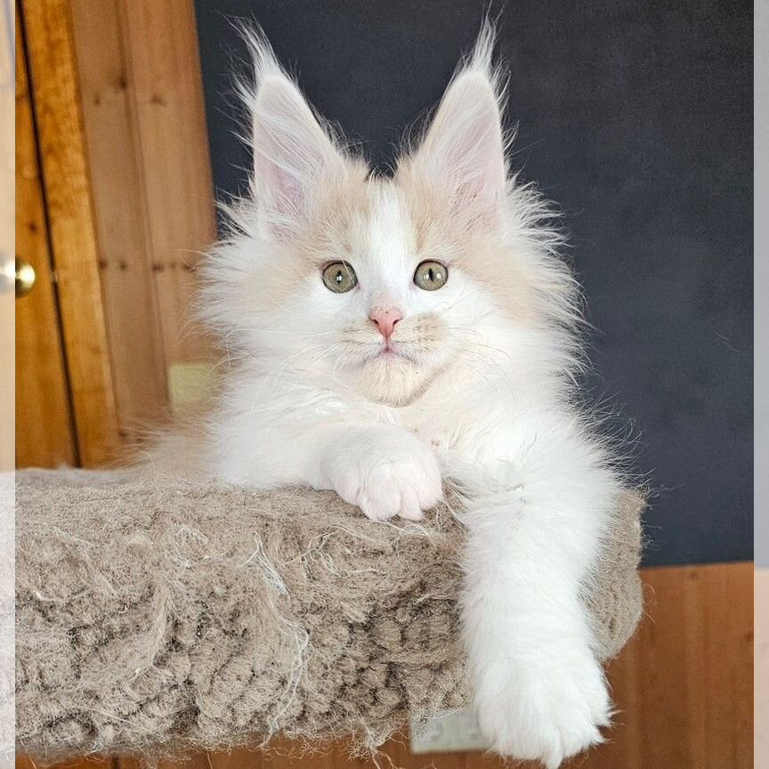 Котята мейн-кун