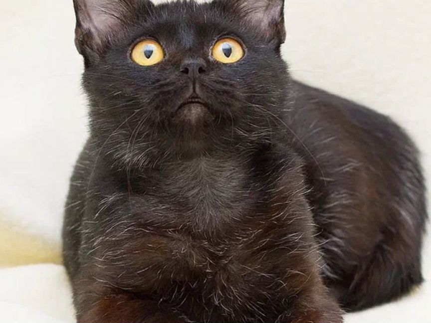 Ау, кото-родители