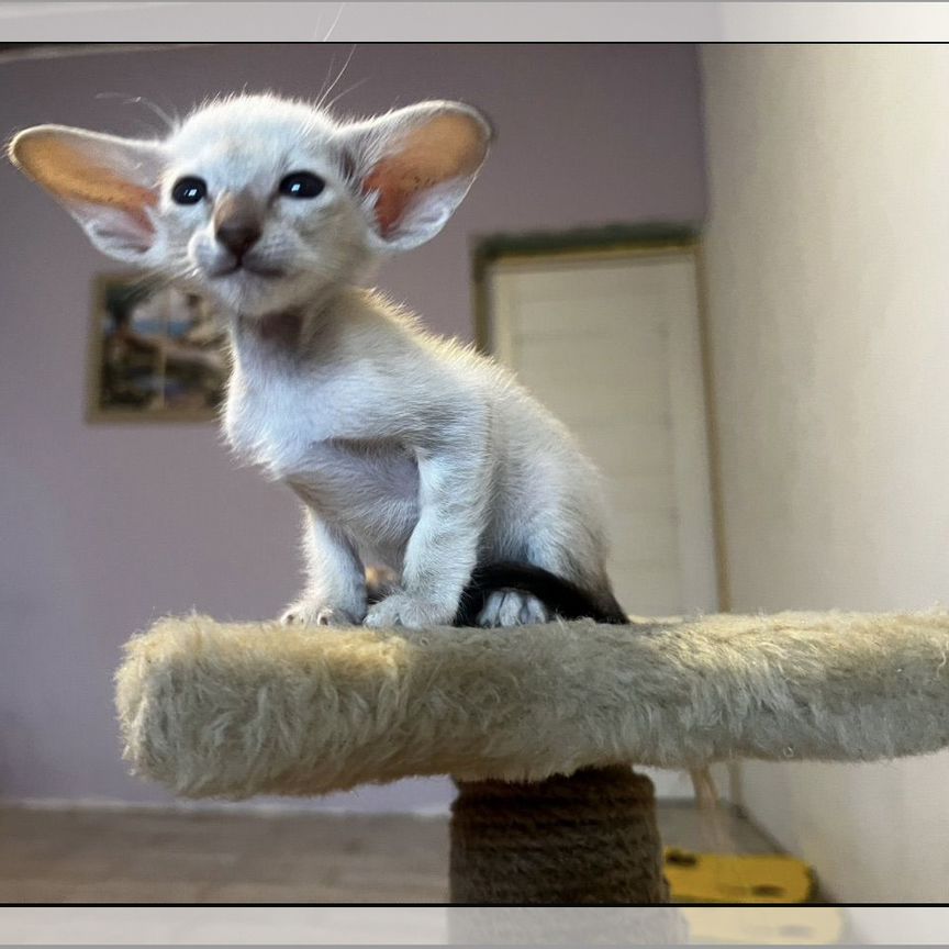 Сиам мальчик