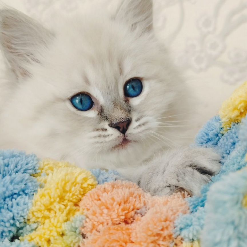 Невские маскарадные котята. Питомник