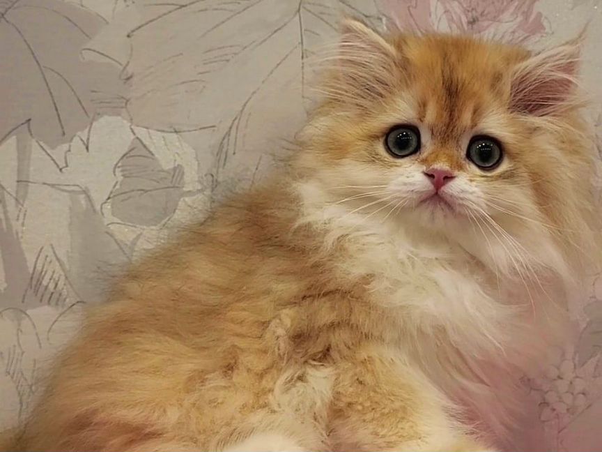 Котенок золотая шиншилла