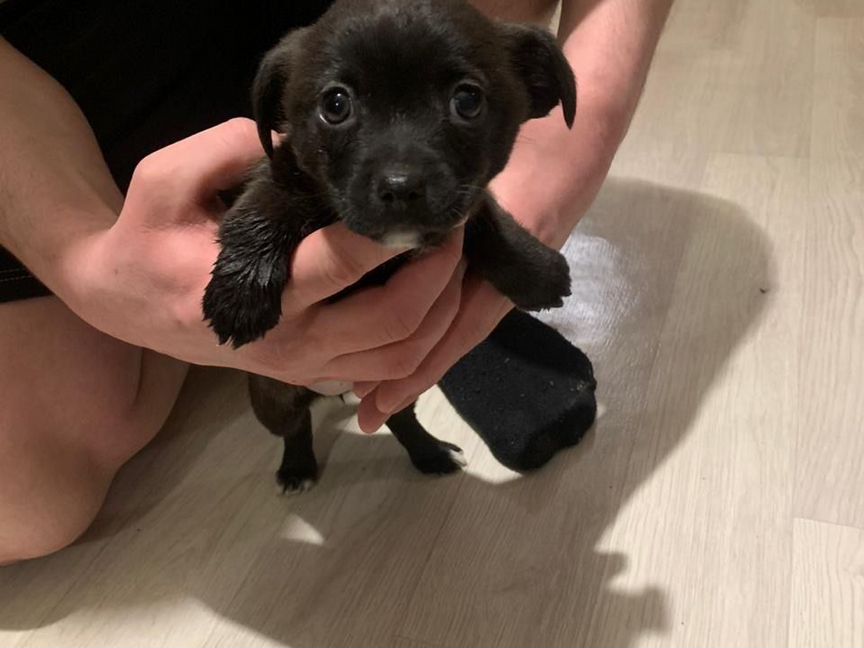 Щенки чихуахуа мини